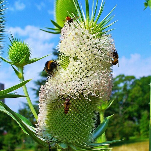 Teasel - Etsy