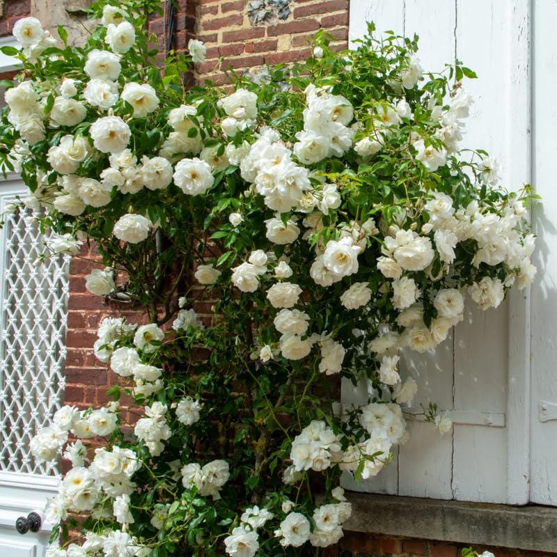 Climbing Rose - Etsy