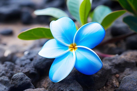 Blue Plumeria Perennial Ornamental Flowering Plant 5 Fresh Seeds Etsy