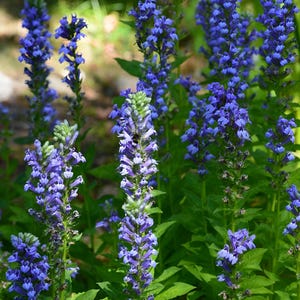 Great Blue Lobelia "lobelia Siphilitica" Ornamental Flowering Plant 500 ...
