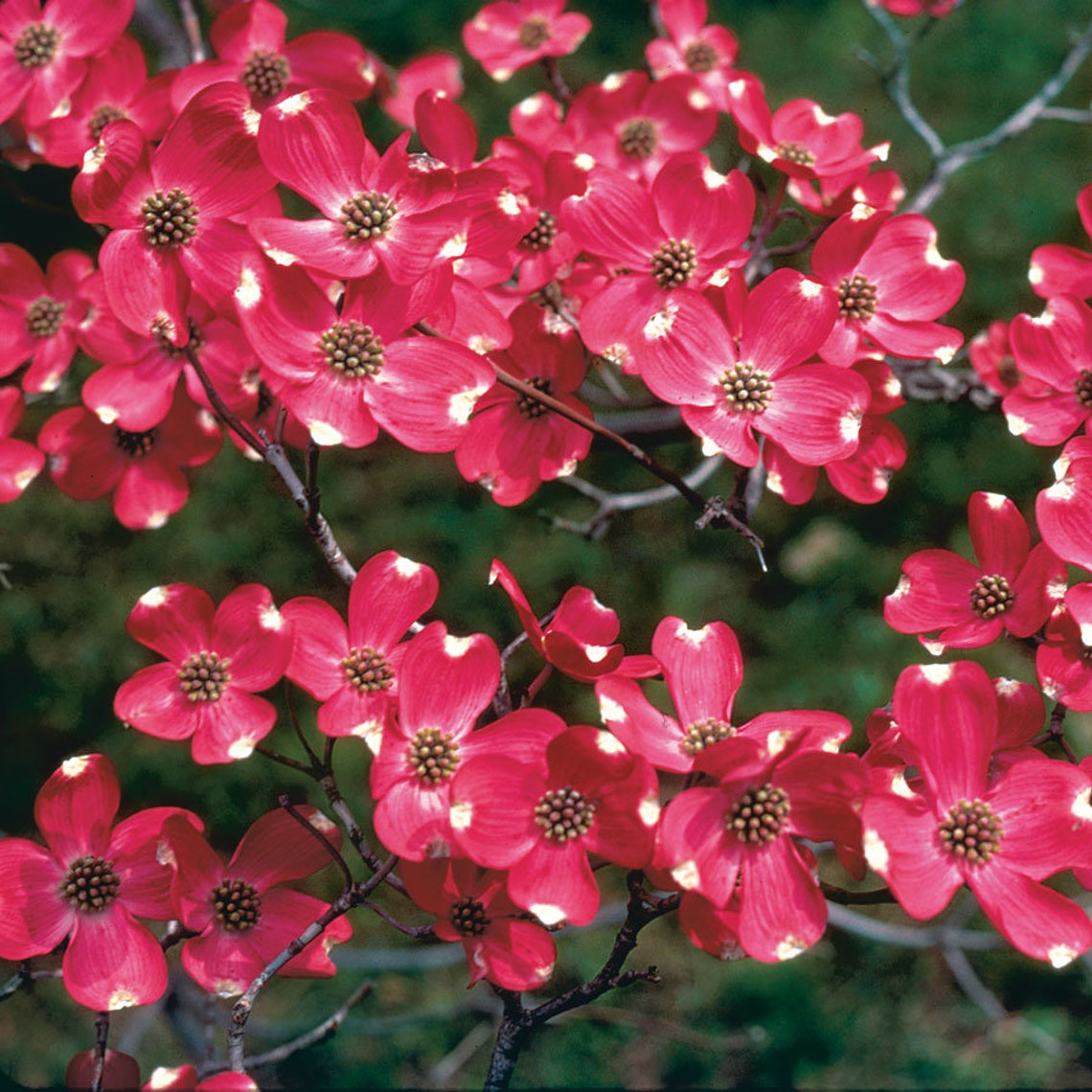 Red Pygmy Dogwood Tree Flowering Hardy Fall Color Bloom Flower - Etsy ...