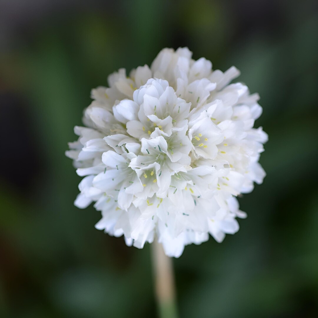 SEEDS ONLY - White Morning Star "armeria Maritima" Ornamental Flowering ...