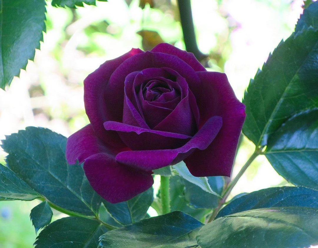Dark Purple Rose Flower Bush Bloom Perennial Flower 10 Fresh Seed ...