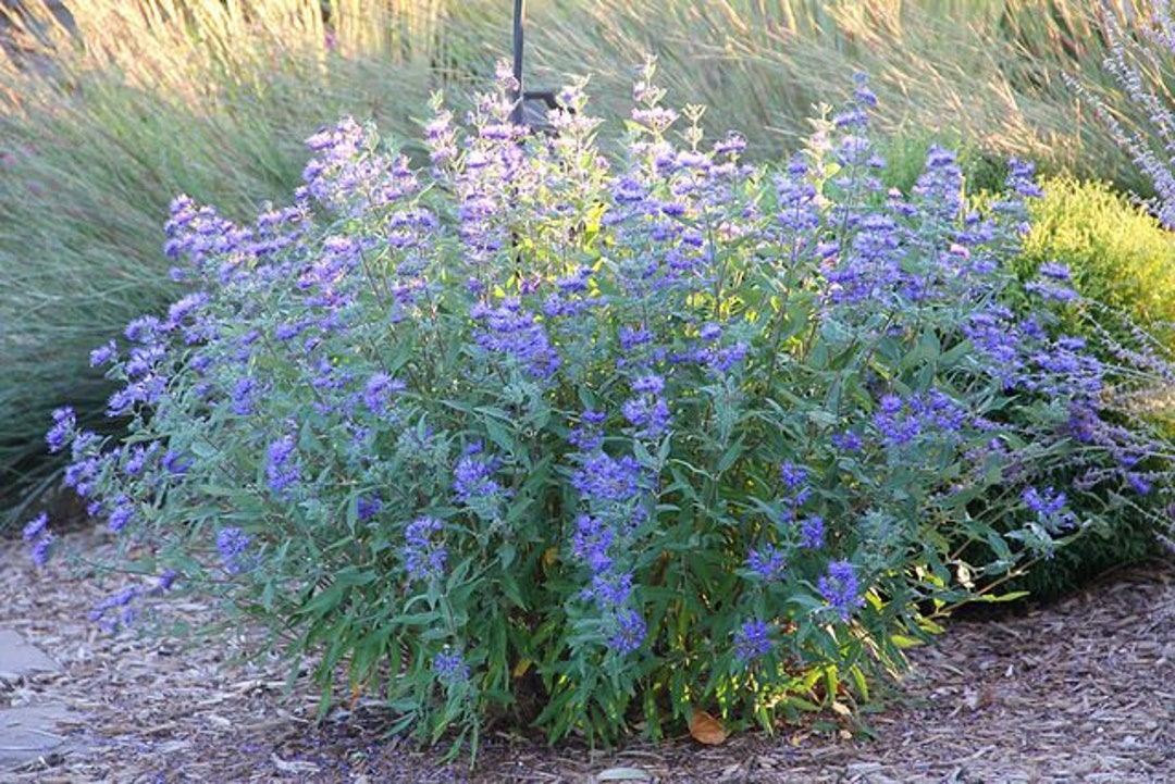 Blue Mist Spirea caryopteris Clandonensis Bluebeard Aromatic Shrub 50 ...