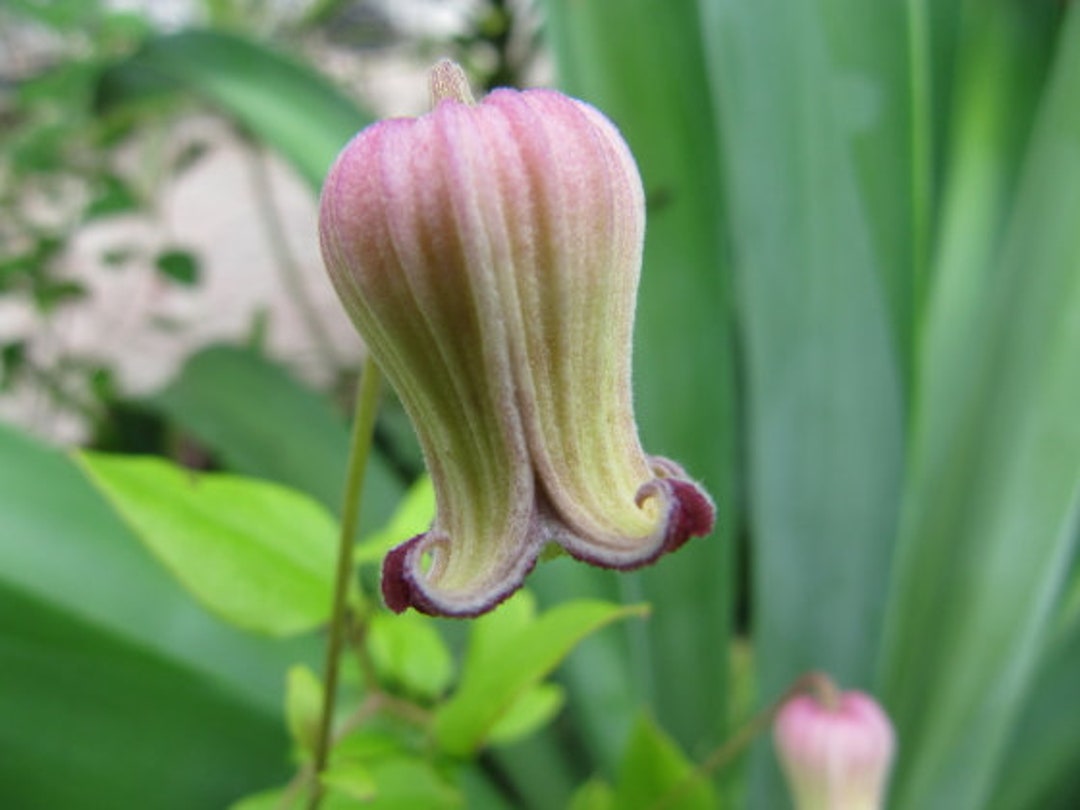 Clematis Reticulata Netleaf Leather Dainty Flowering Vine 20 Fresh ...