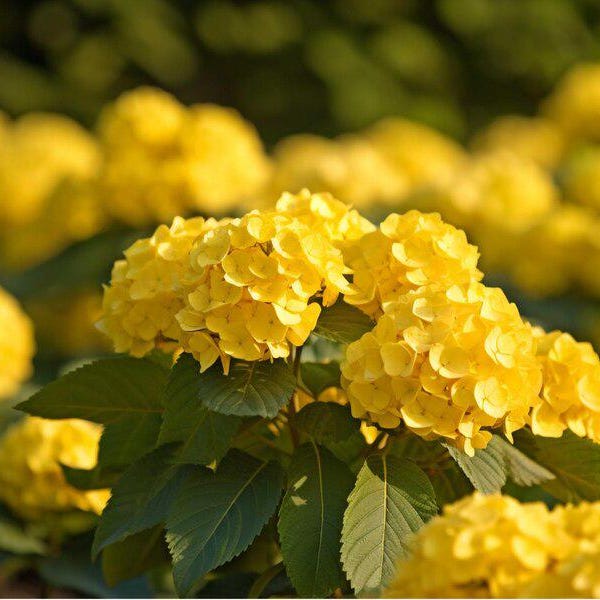 Hydrangea Plant - Etsy