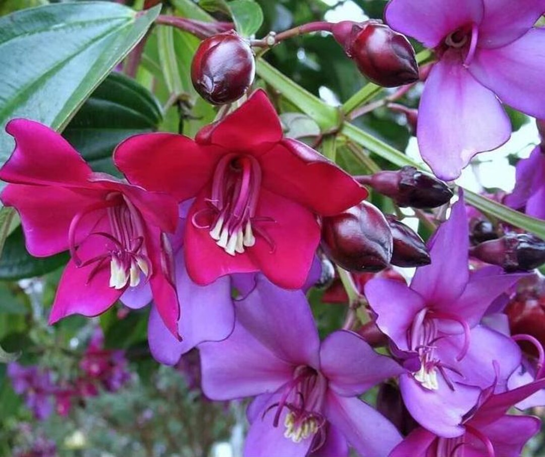 SEEDS ONLY - Meriania "meriania Nobilis" Purple Noble Blossom ...