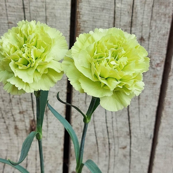 Green Carnations - Etsy