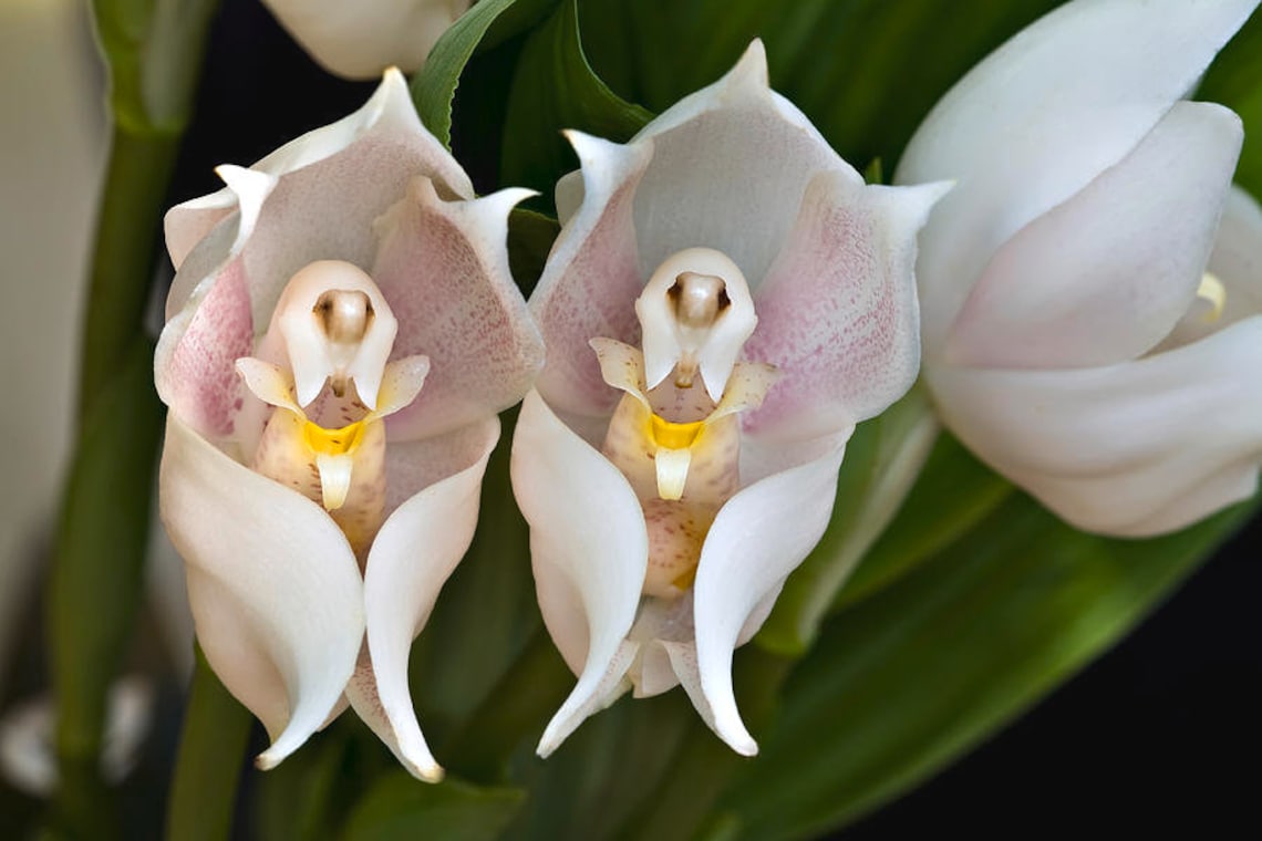 Anguloa Uniflora Orchid Bloom Flowering Plant 50 Fresh Seeds - Etsy