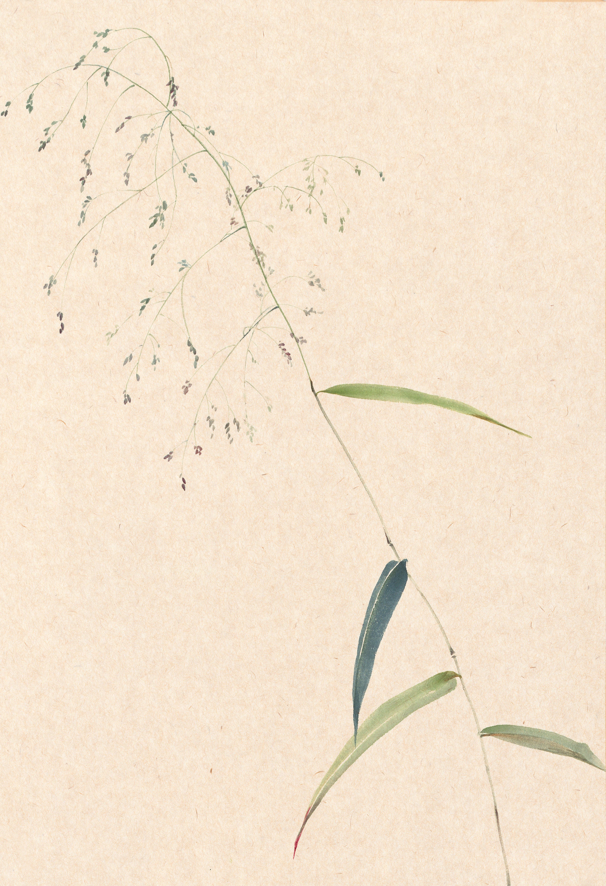 Original Grass Scroll Art Classic Chinese Wall Hanging Original Scroll Art Janpadi Wall Hanging ...