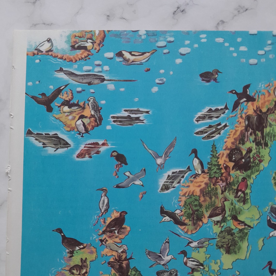 Pictorial Map: Europe – Wild Animals and Plants – 1960 – Illustrated by ...