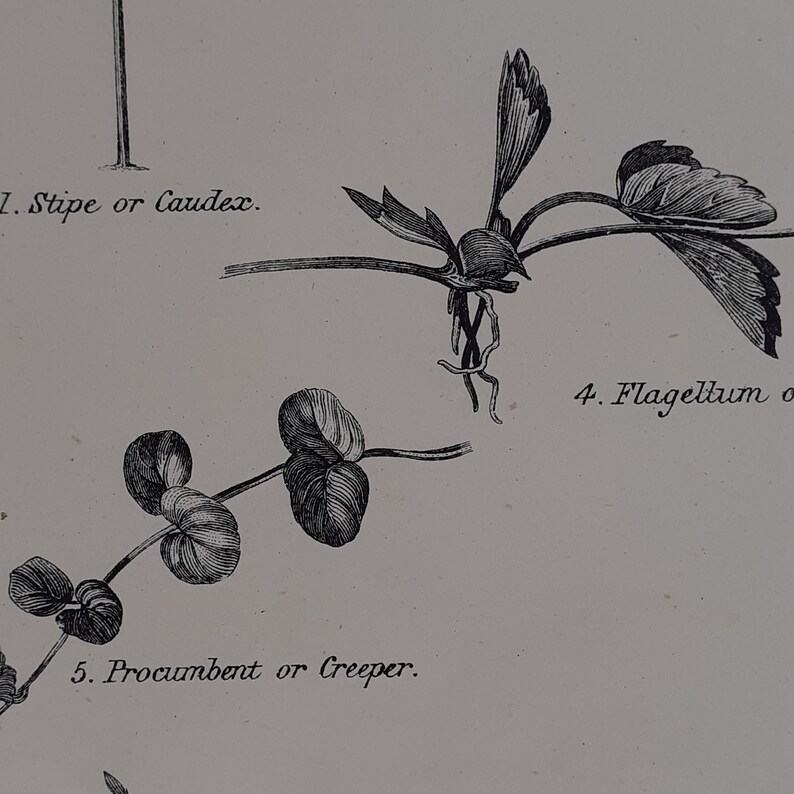 Botany Vintage Illustrations of Stems From Stipe to - Etsy