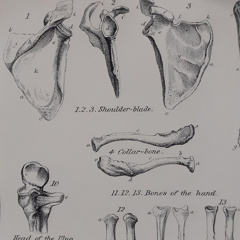 Anatomy – Skeletal System - Bones of the Shoulder, Arm & Foot, Ca 1900s ...