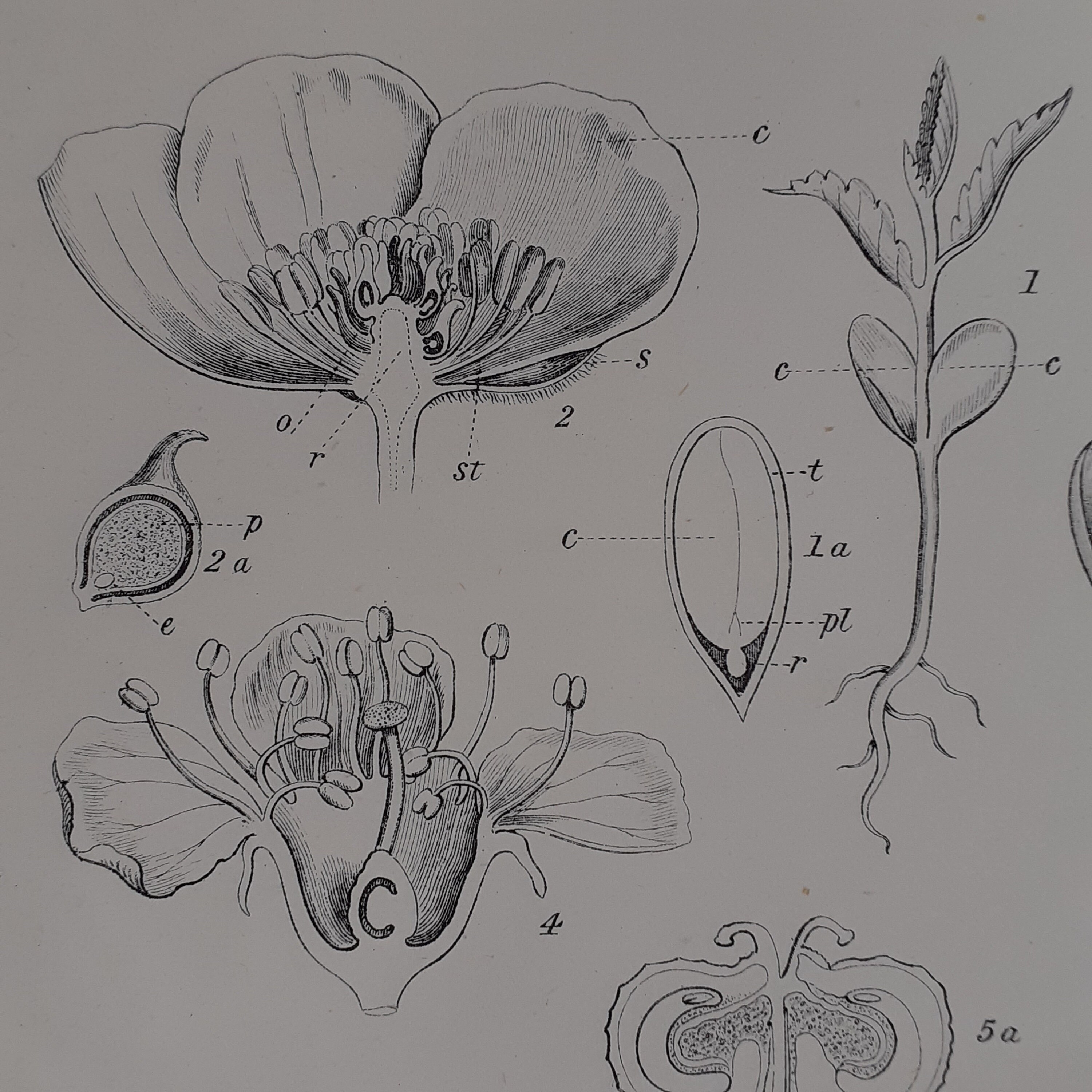 Botany – Vintage Illustrations of Sections of Flowers Showing the ...