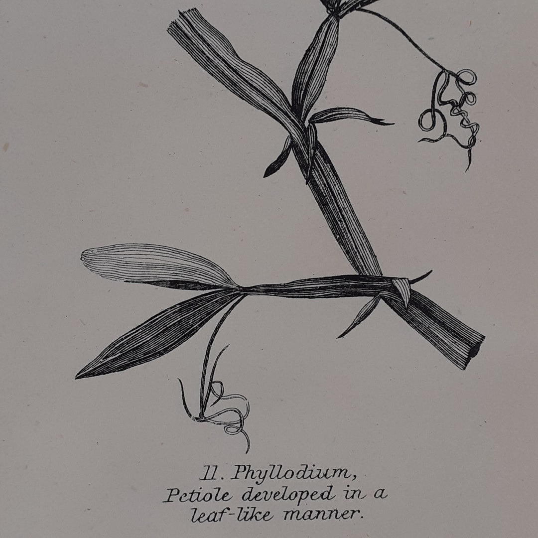 Botany – Vintage Illustrations of Stems – From Stipe to Phyllodium, Ca ...