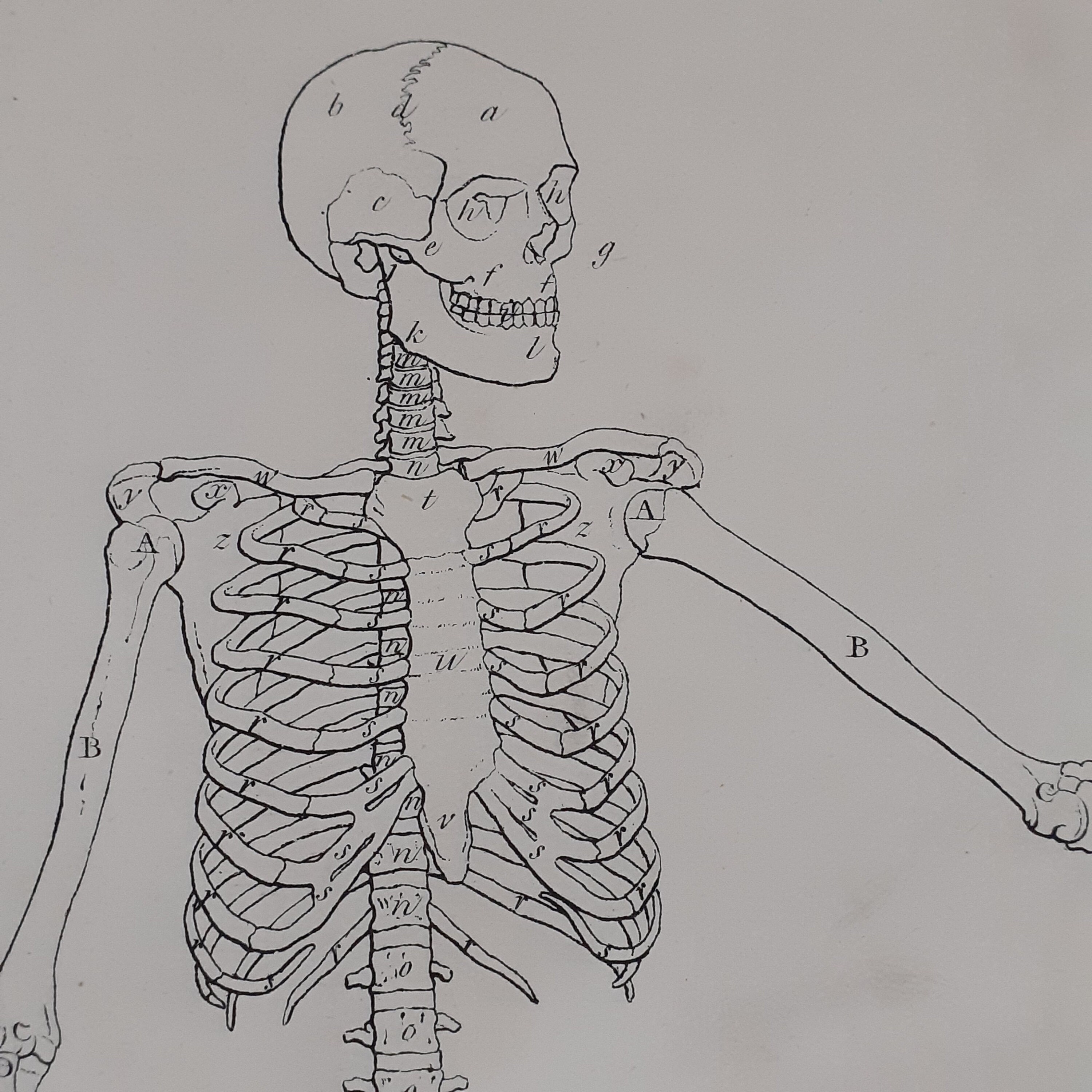 Human Skeleton Drawing Simple