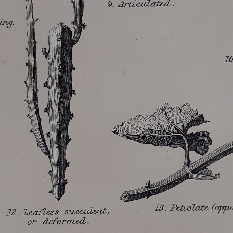 Botany Vintage Illustrations of Stems From Stipe to - Etsy