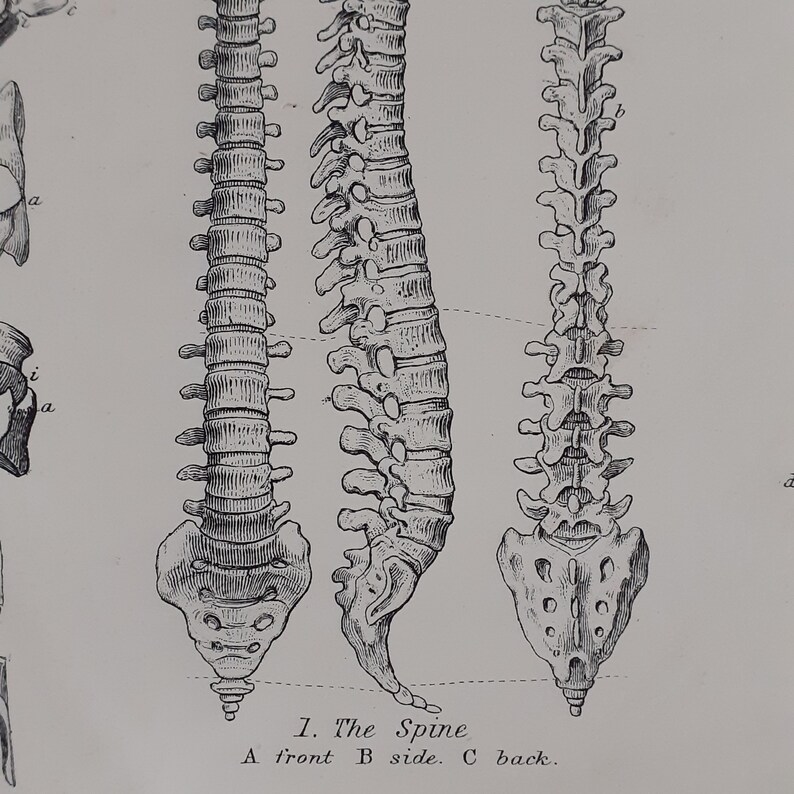 Anatomy Skeletal System Spine, Ca 1900s Victorian Print From Vintage ...