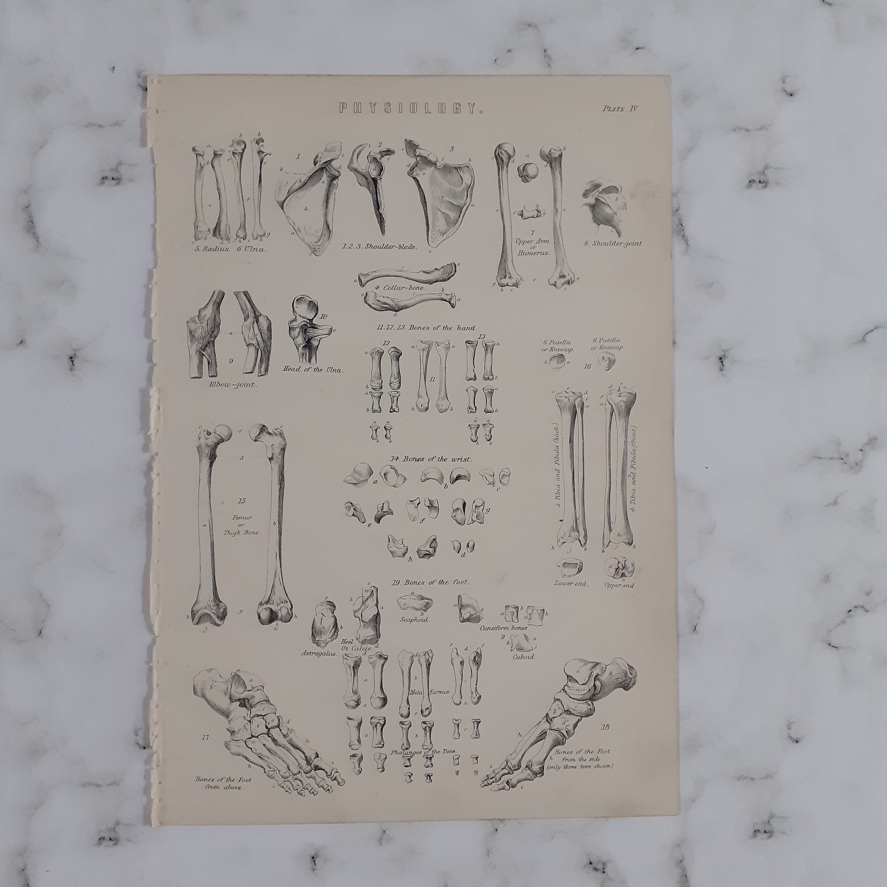 Anatomy – Skeletal System - Bones of the Shoulder, Arm & Foot, Ca 1900s ...