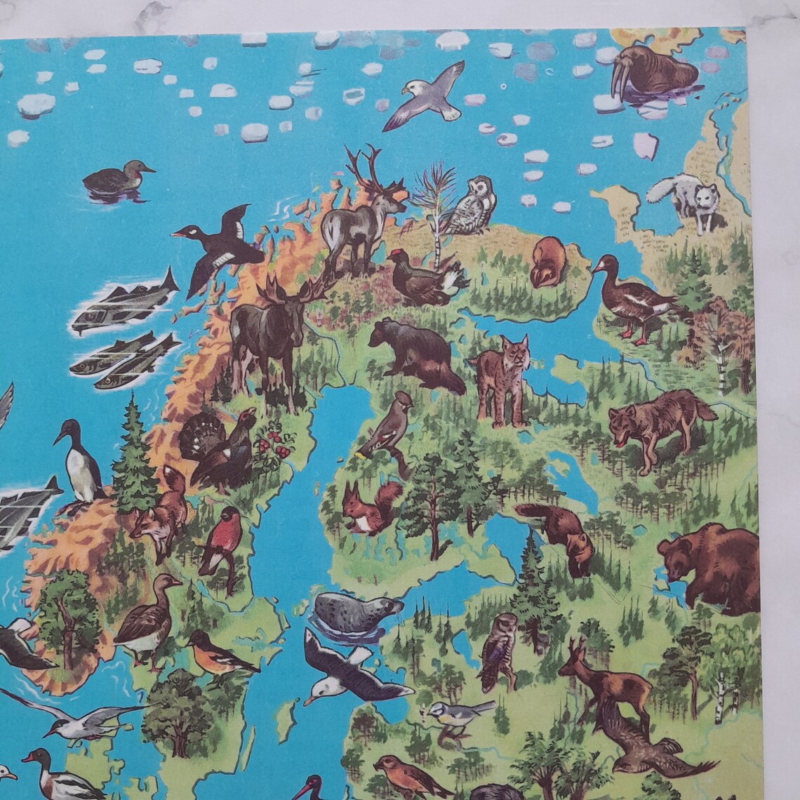 Pictorial Map: Europe Wild Animals and Plants 1960 - Etsy