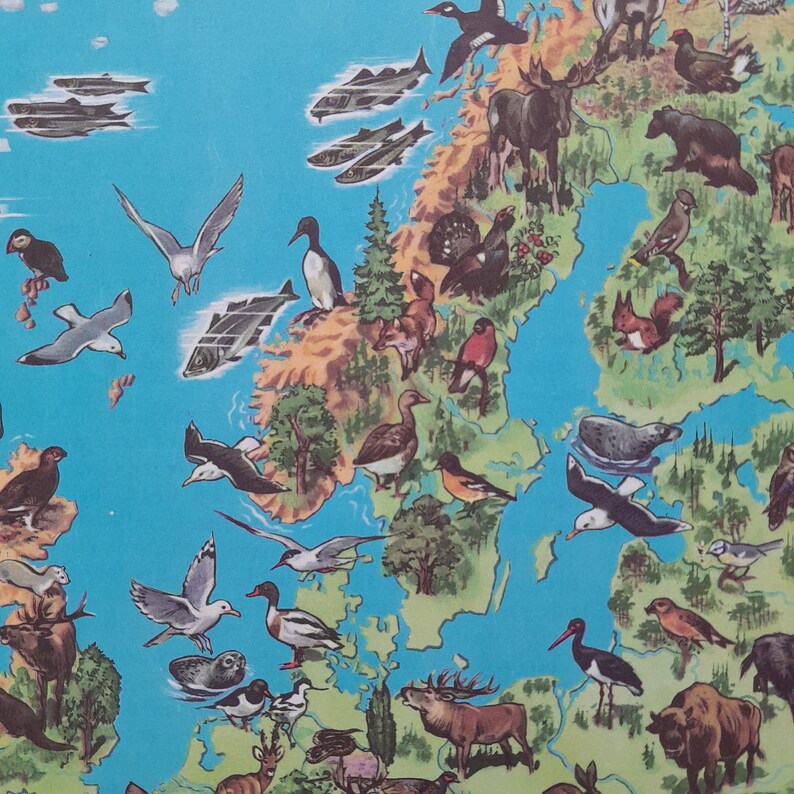 Pictorial Map: Europe Wild Animals and Plants 1960 - Etsy