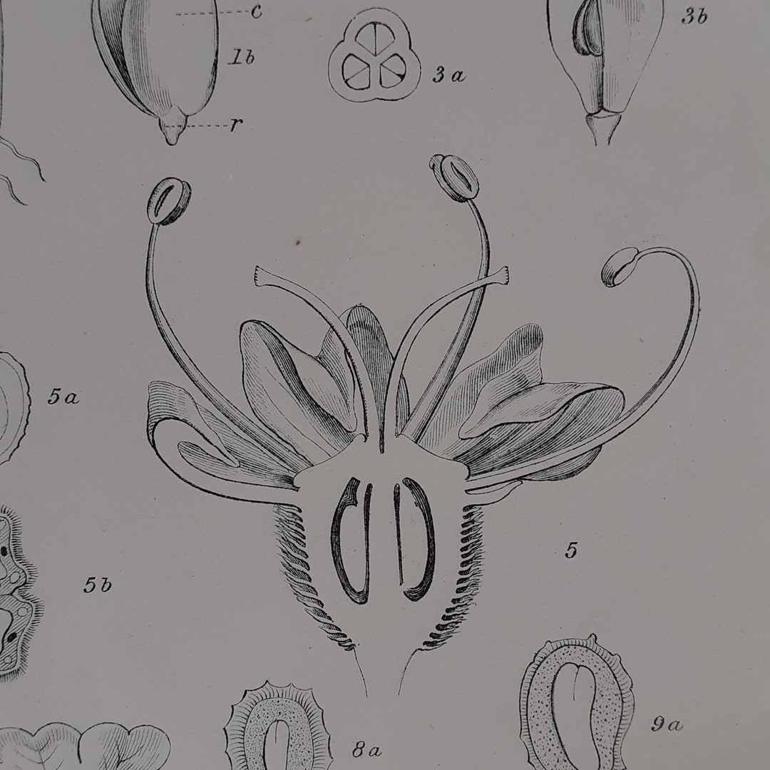 Botany – Vintage Illustrations of Sections of Flowers Showing the ...
