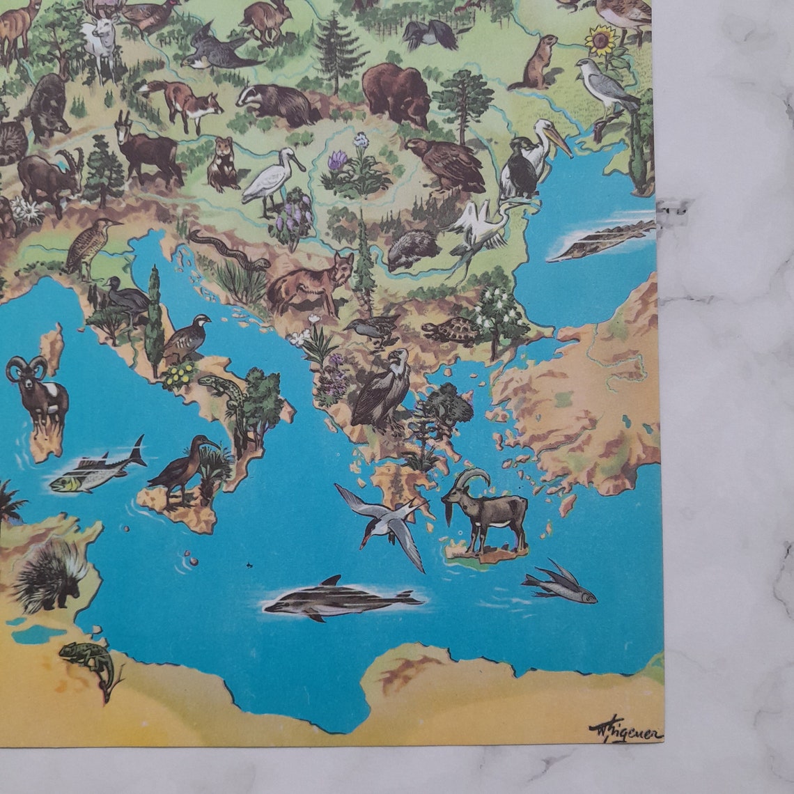 Pictorial Map: Europe Wild Animals and Plants 1960 - Etsy