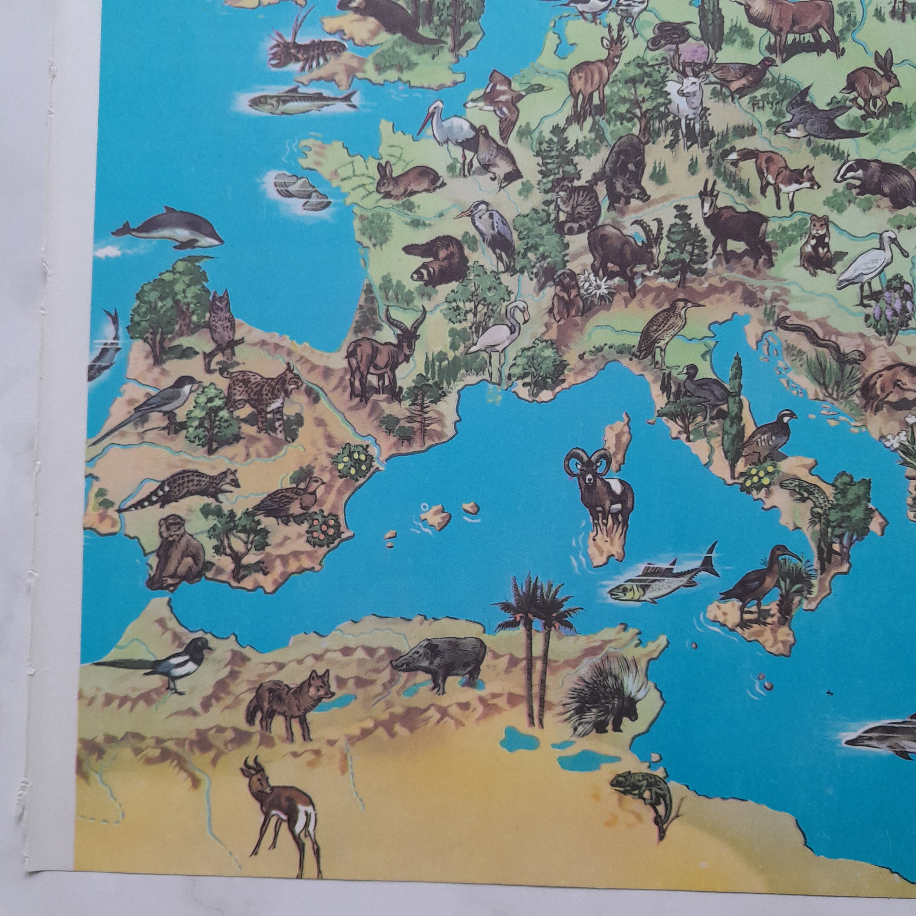 Pictorial Map: Europe – Wild Animals and Plants – 1960 – Illustrated by ...