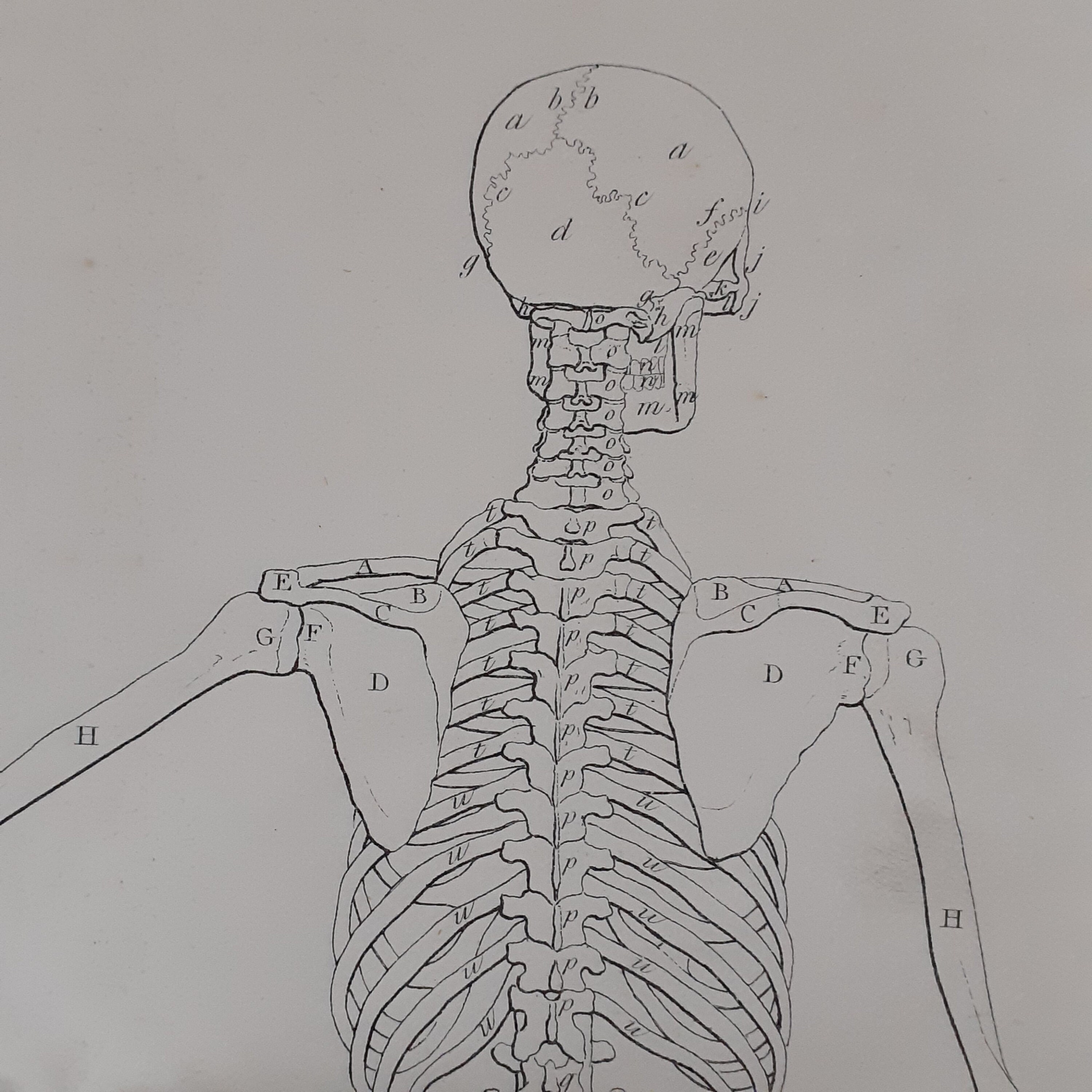 Anatomy back view of the male skeleton, ca 1900s Victorian print from ...