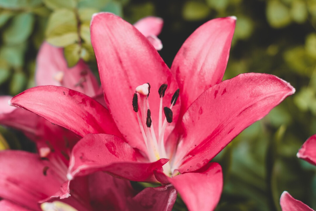8x10 Pink Lily Print - Etsy