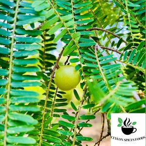 Amla Berry Powder, Phyllanthus Emblica Powder - Etsy