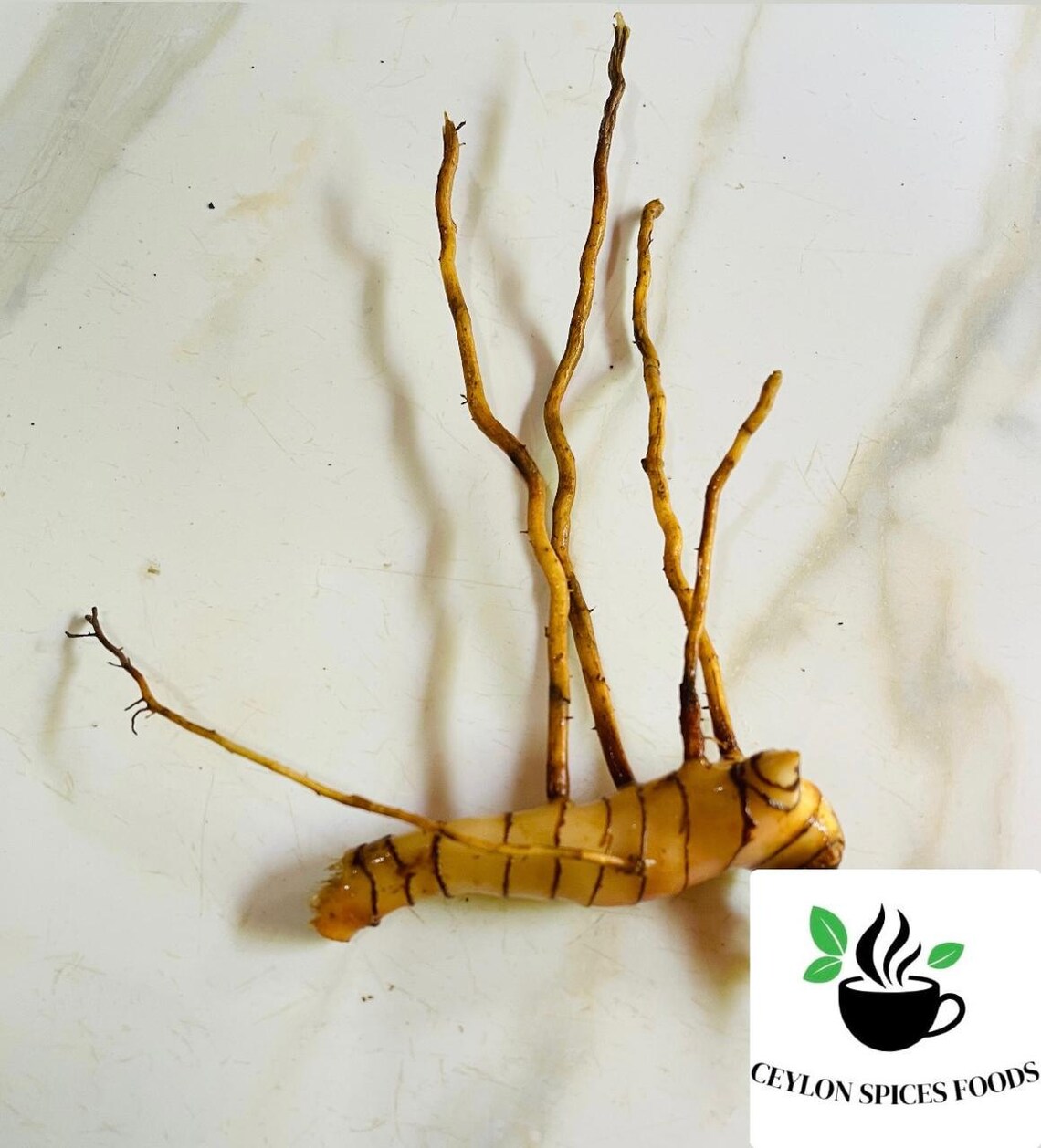 Galangal Root, Dried Alpinia Galanga Root - Etsy UK