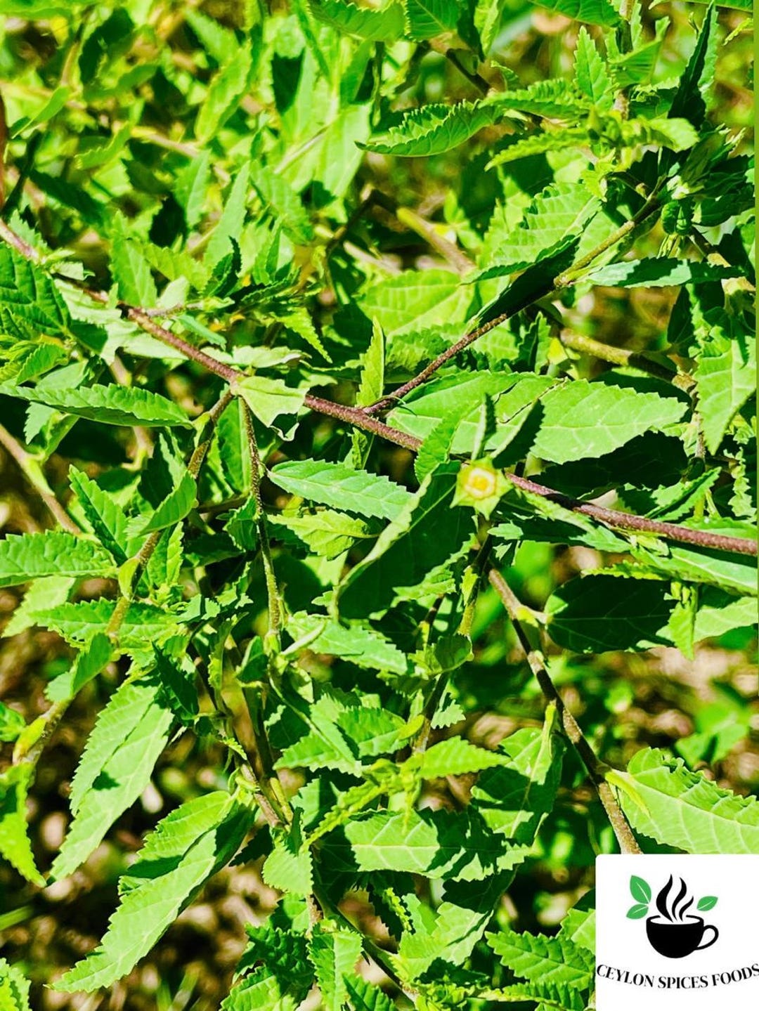 Dried Sida Acuta (wireweed) , Natural Sida Rhombifolia Botanical for ...