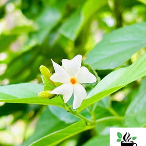 100+ Nyctanthes Arbor-tristis Seeds, Night Flowering Jasmin Seed Pack ...