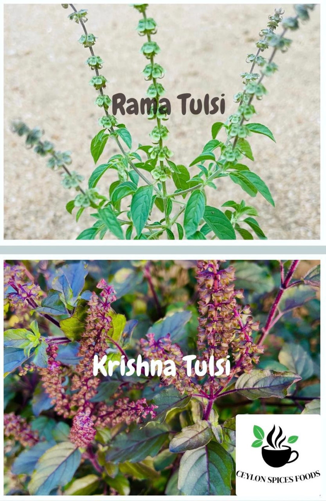 Krishna and Rama Tulsi Seeds Pack, Ocimum Sanctum Live Seeds Pack - Etsy