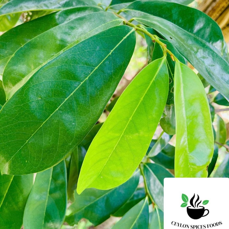 Usées of bella plant leaves - Etsy Canada