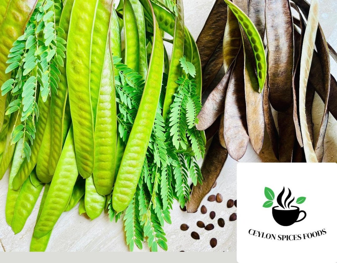 500+ White Popinac Seeds, LEUCAENA Leucocephala, Miracle Leadtree, Lead ...