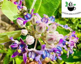 50 Crown Flower Seed, Calotropis Gigantea Seeds, Giant Milkweed - Etsy