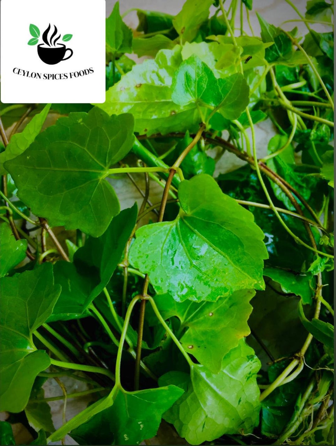 Guaco Leaves, Dried Mikania Cordifolia, Wildcrafted Products - Etsy