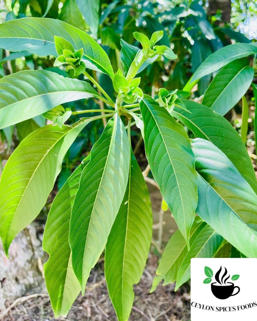 Malabar Nut (dried Justicia Adhatoda) – Natural Botanical Leaves for ...