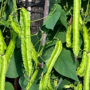 Winged Bean Seeds, Asparagus Pea, Wing Pea, Four Angled Bean for Home ...