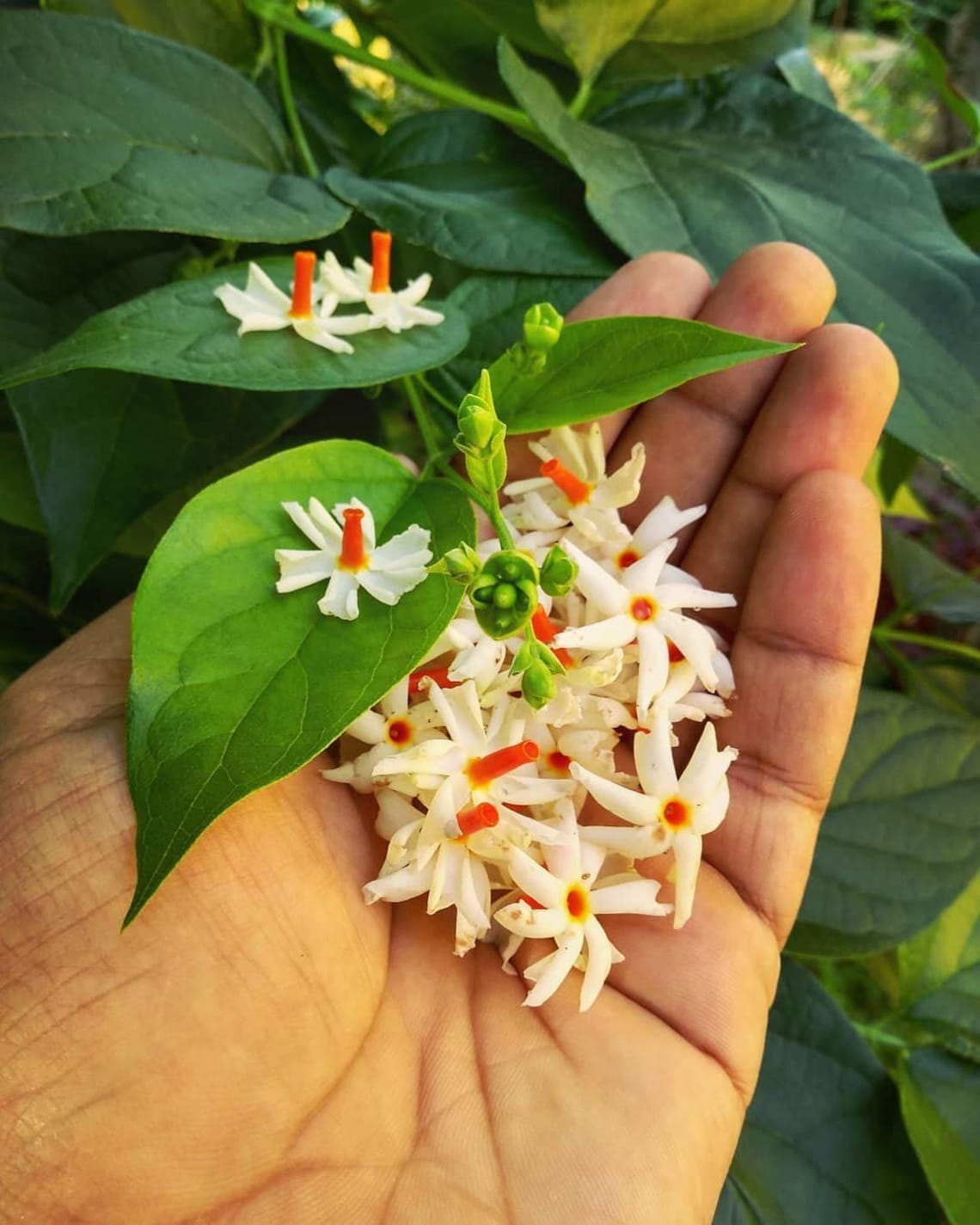 Nyctanthes Arbor-tristis Night Flowering Coral Jasmine Seeds - Etsy