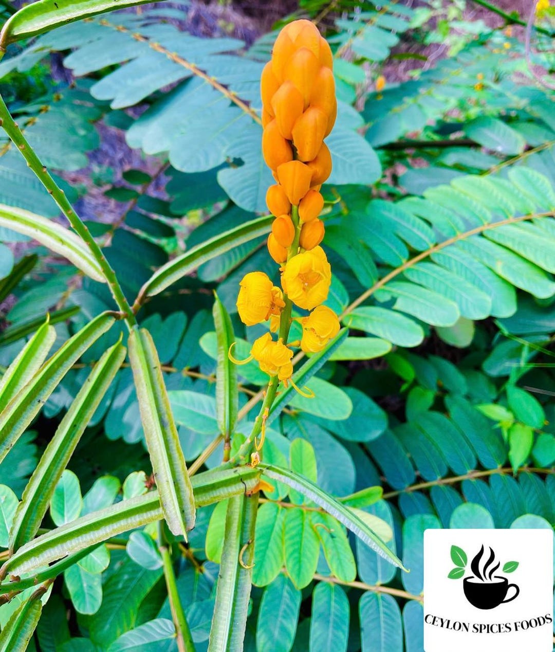 Cassia Alata Seeds Candle Bush, Ringworm Shrub - Home Gardening - Etsy