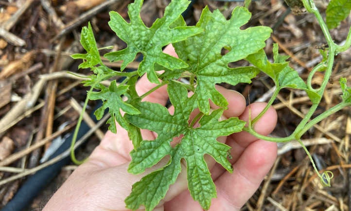 Cerasee for Herbs Tea Cerasee Leaves Detox Herbs Momordica - Etsy Canada