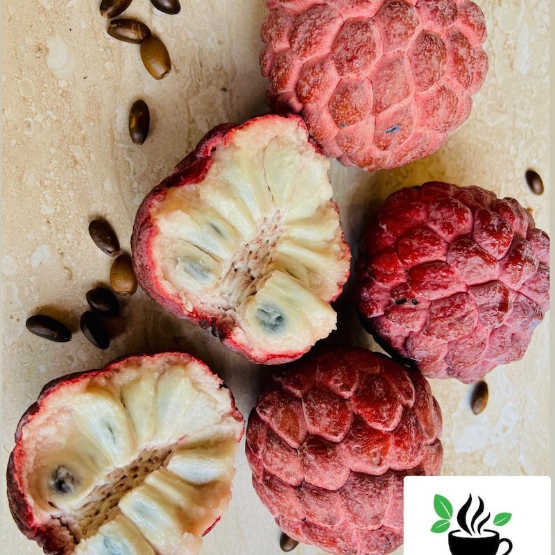 Red Apple Sugar Seed - Etsy