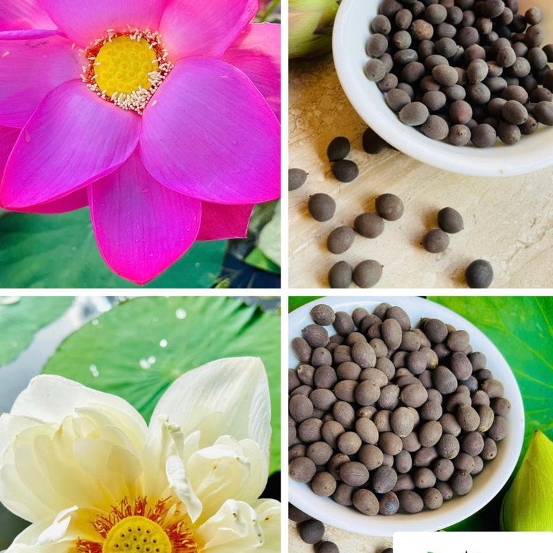 Lotus Seeds - Etsy