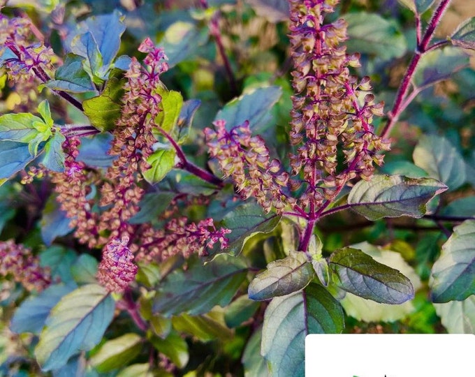 Krishna Tulsi Seeds Black Tulsi Variety, Sacred Basil for Home ...