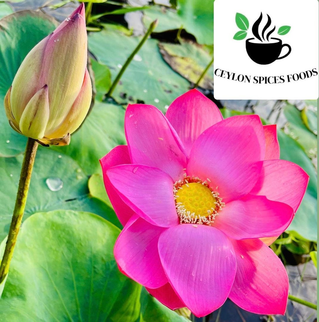 Sacred Lotus Seeds Pink Nelumbo Nucifera, Germination Tested - Etsy