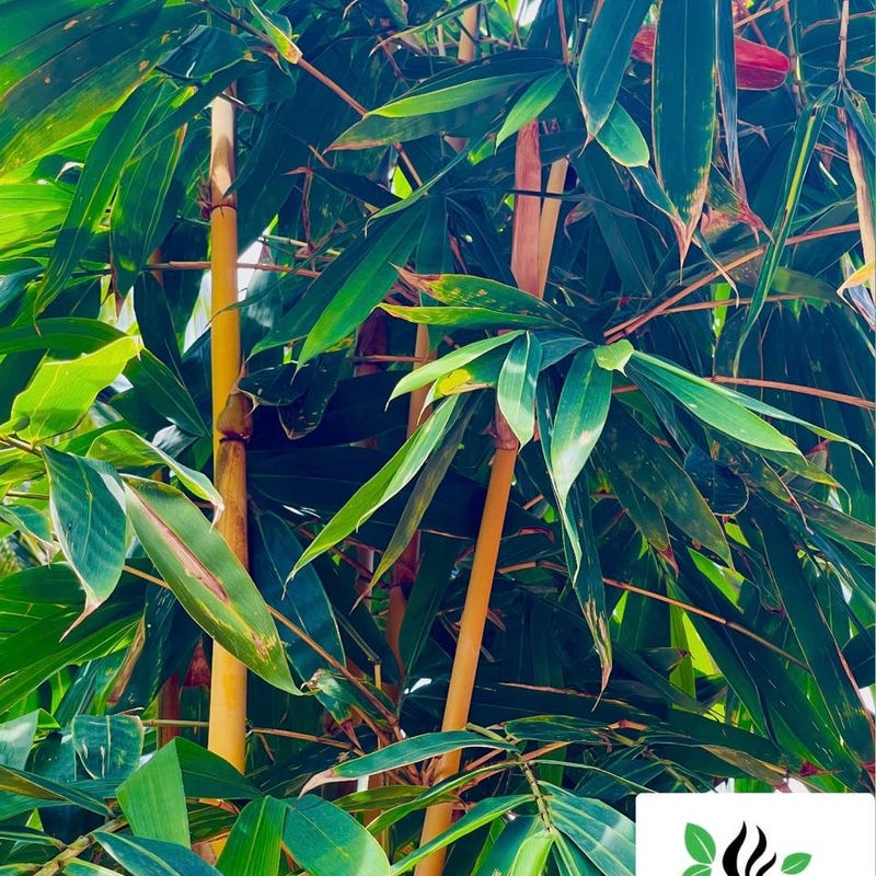 Bamboo Green Tea Art - Etsy