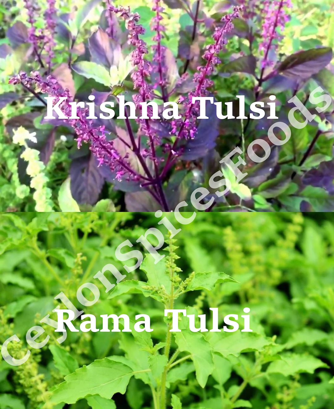 Krishna and Rama Tulsi Seeds Pack, Ocimum Sanctum, Tenuiflorum Shyama ...